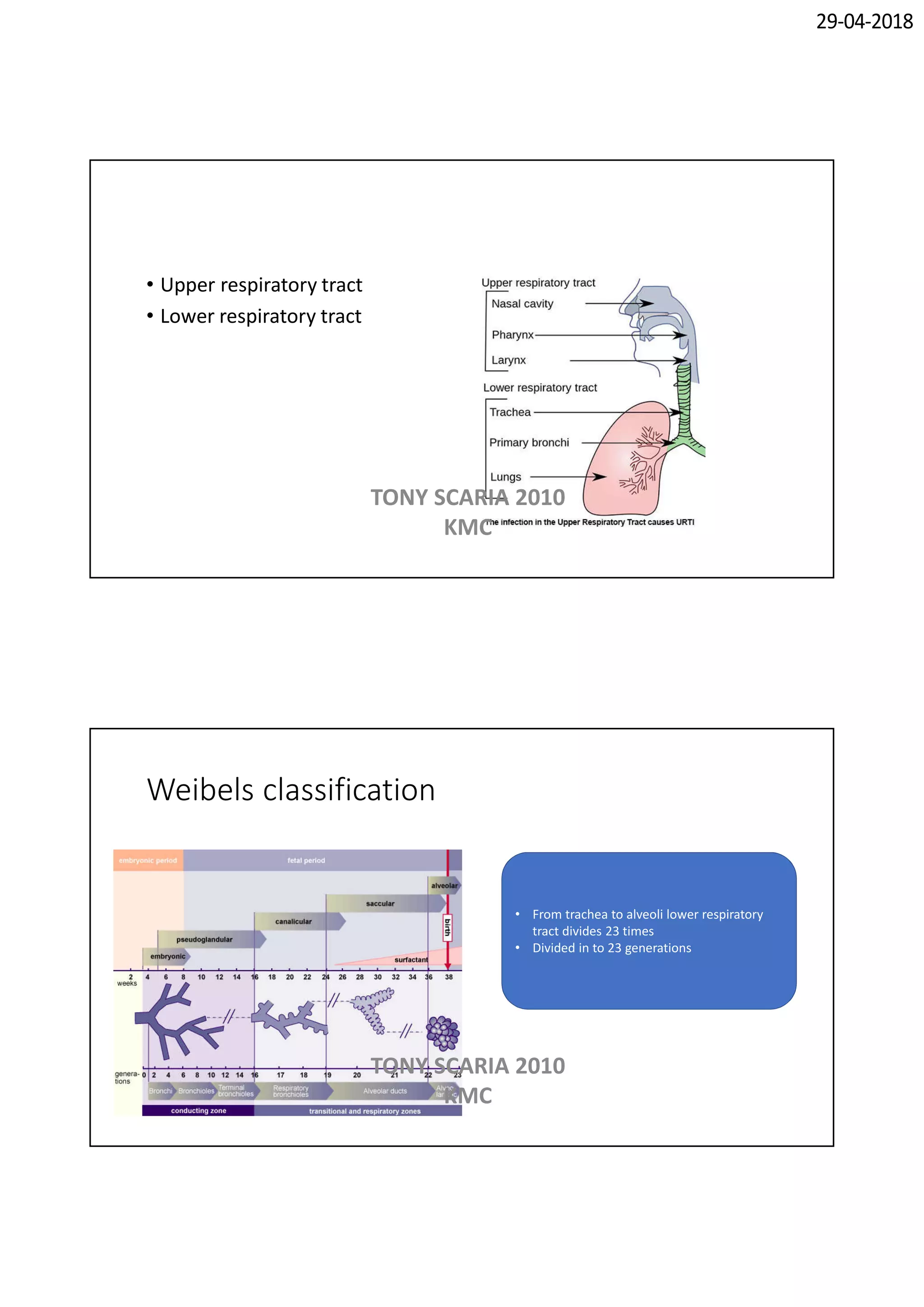 Respiratory physiology REVISION NOTES PHYSIOLOGY | PDF