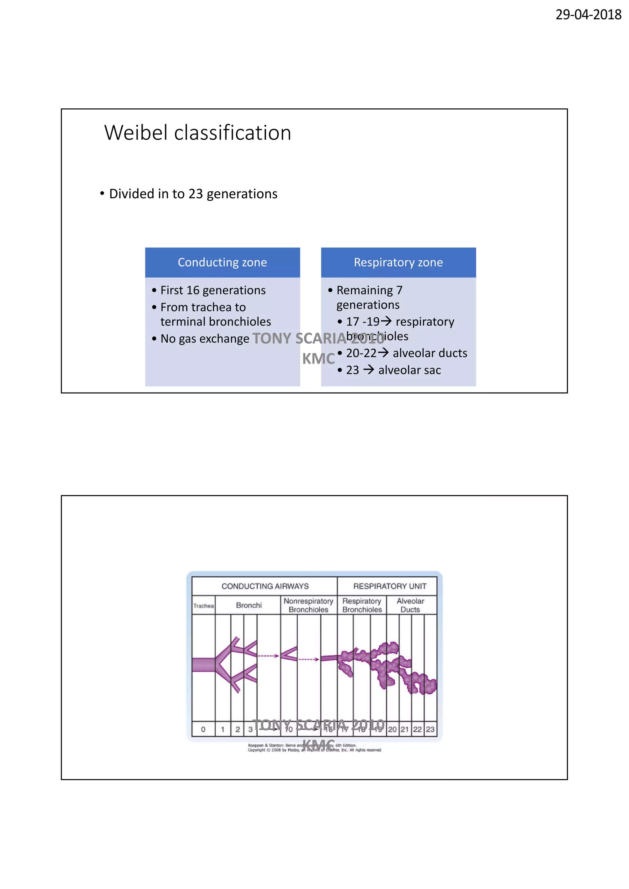 Respiratory physiology REVISION NOTES PHYSIOLOGY | PDF