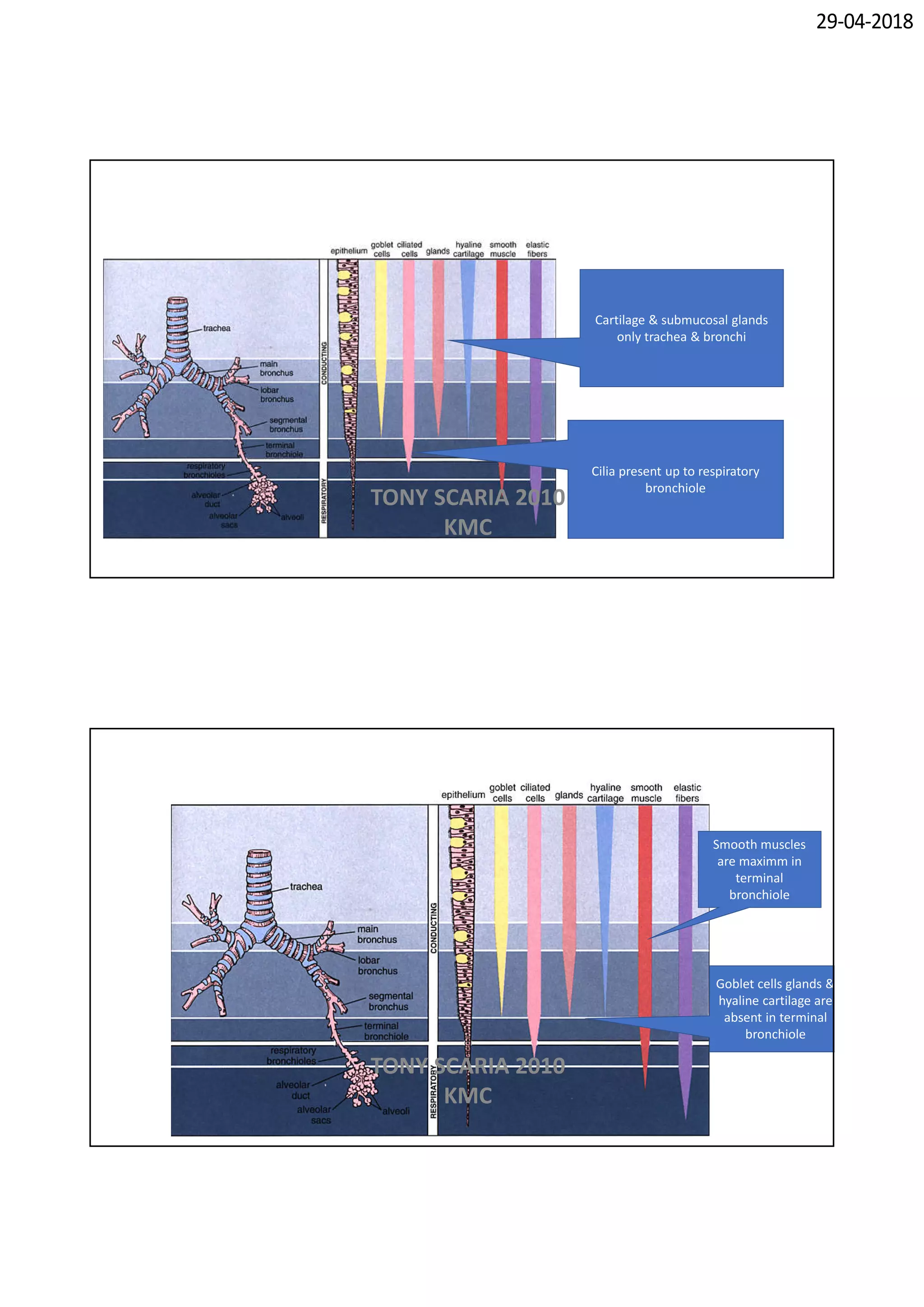 Respiratory physiology REVISION NOTES PHYSIOLOGY | PDF