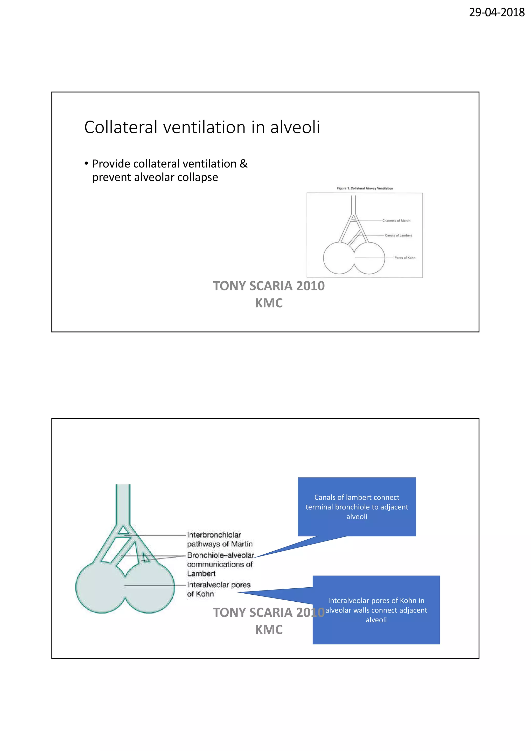 Respiratory physiology REVISION NOTES PHYSIOLOGY | PDF
