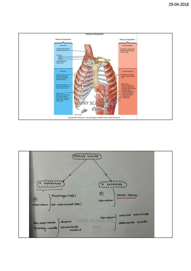 Respiratory physiology REVISION NOTES PHYSIOLOGY | PDF