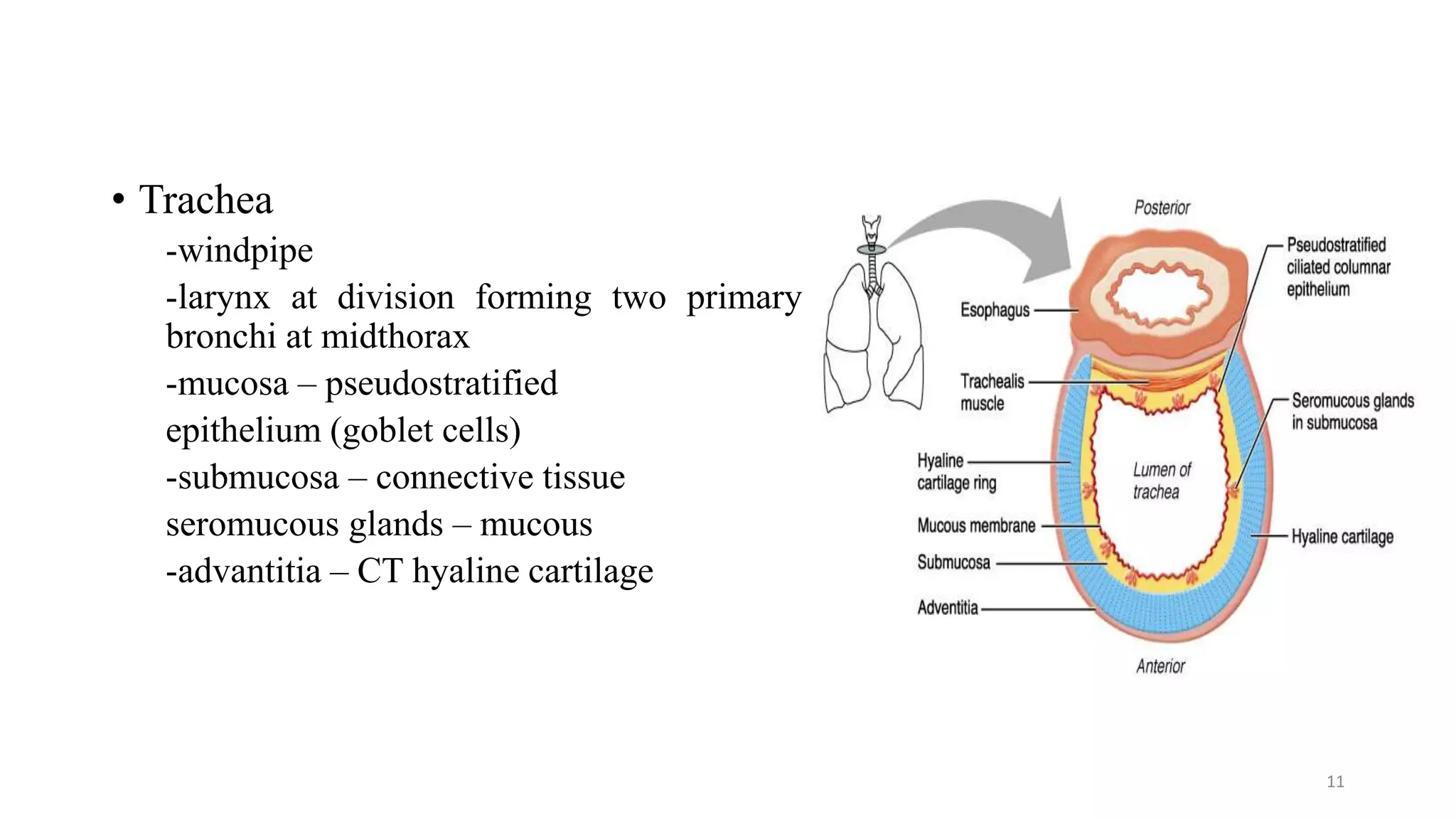 Respiratory Physiology.pptx