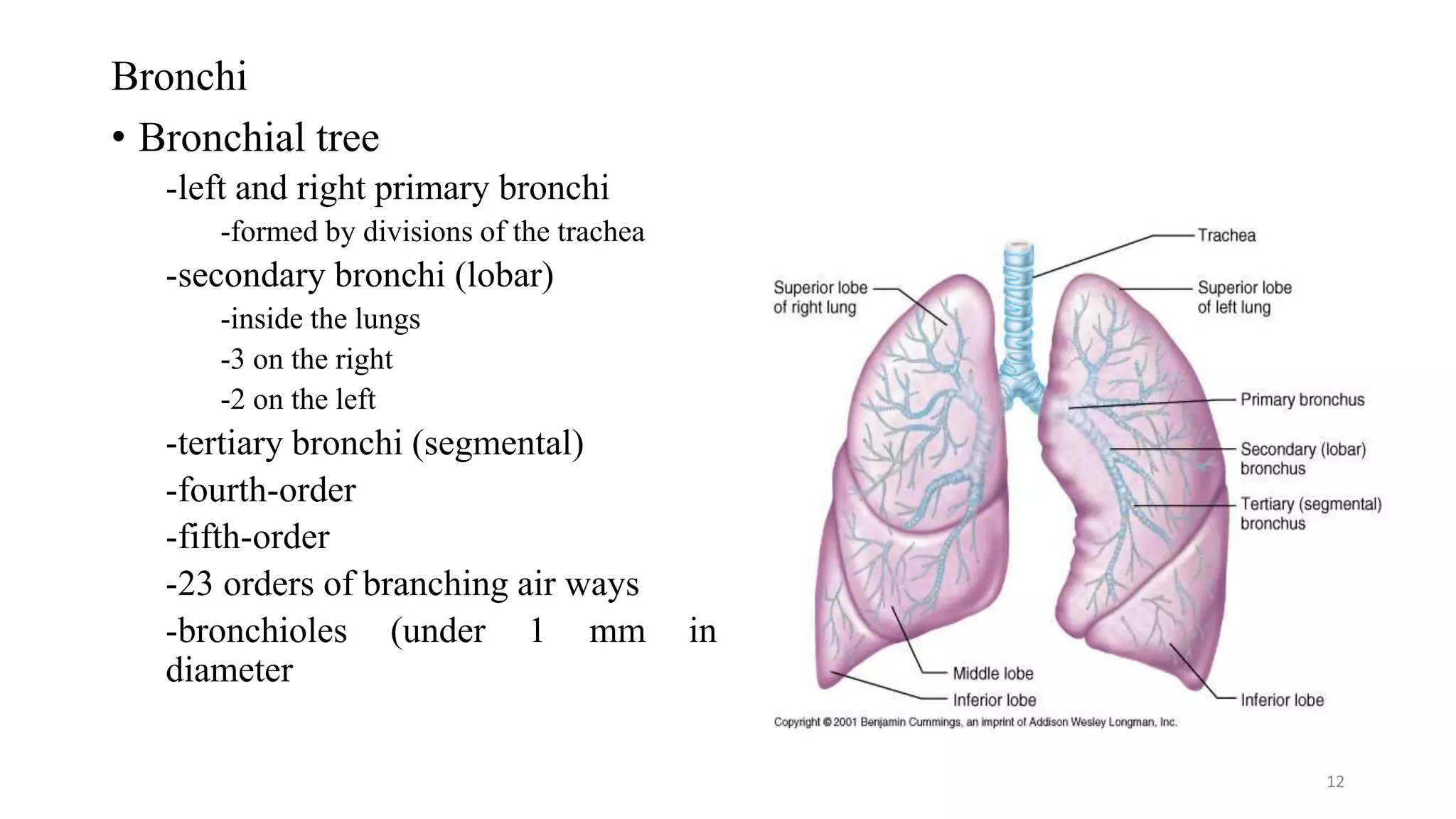 Respiratory Physiology.pptx