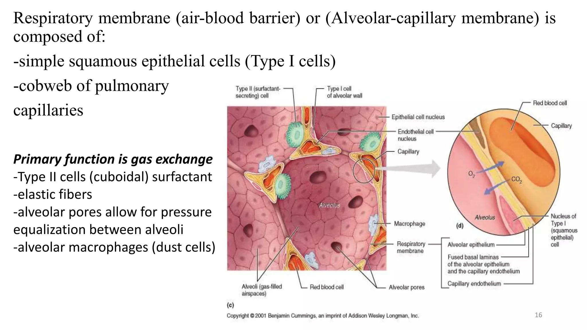 Respiratory Physiology.pptx