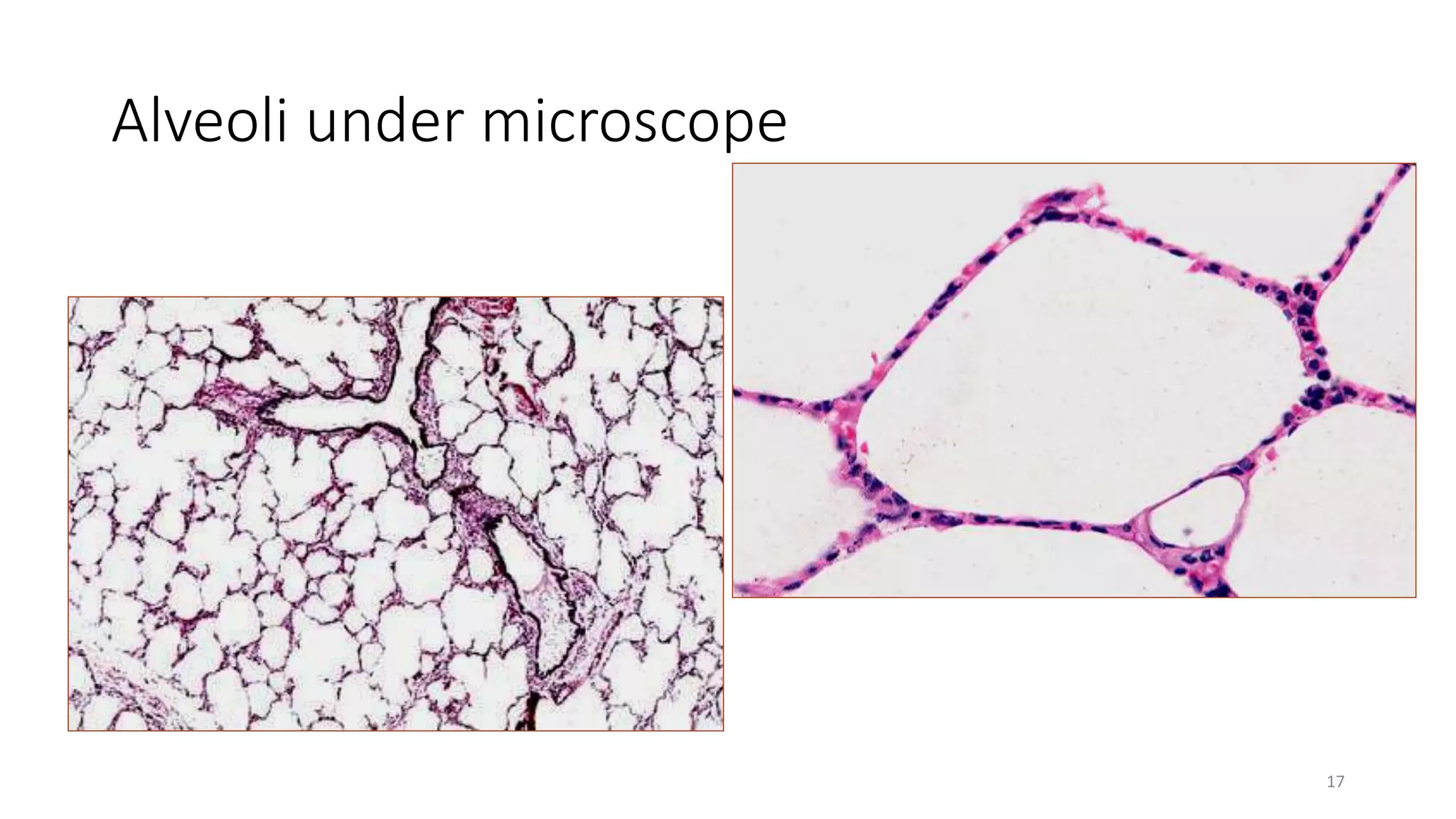 Respiratory Physiology.pptx