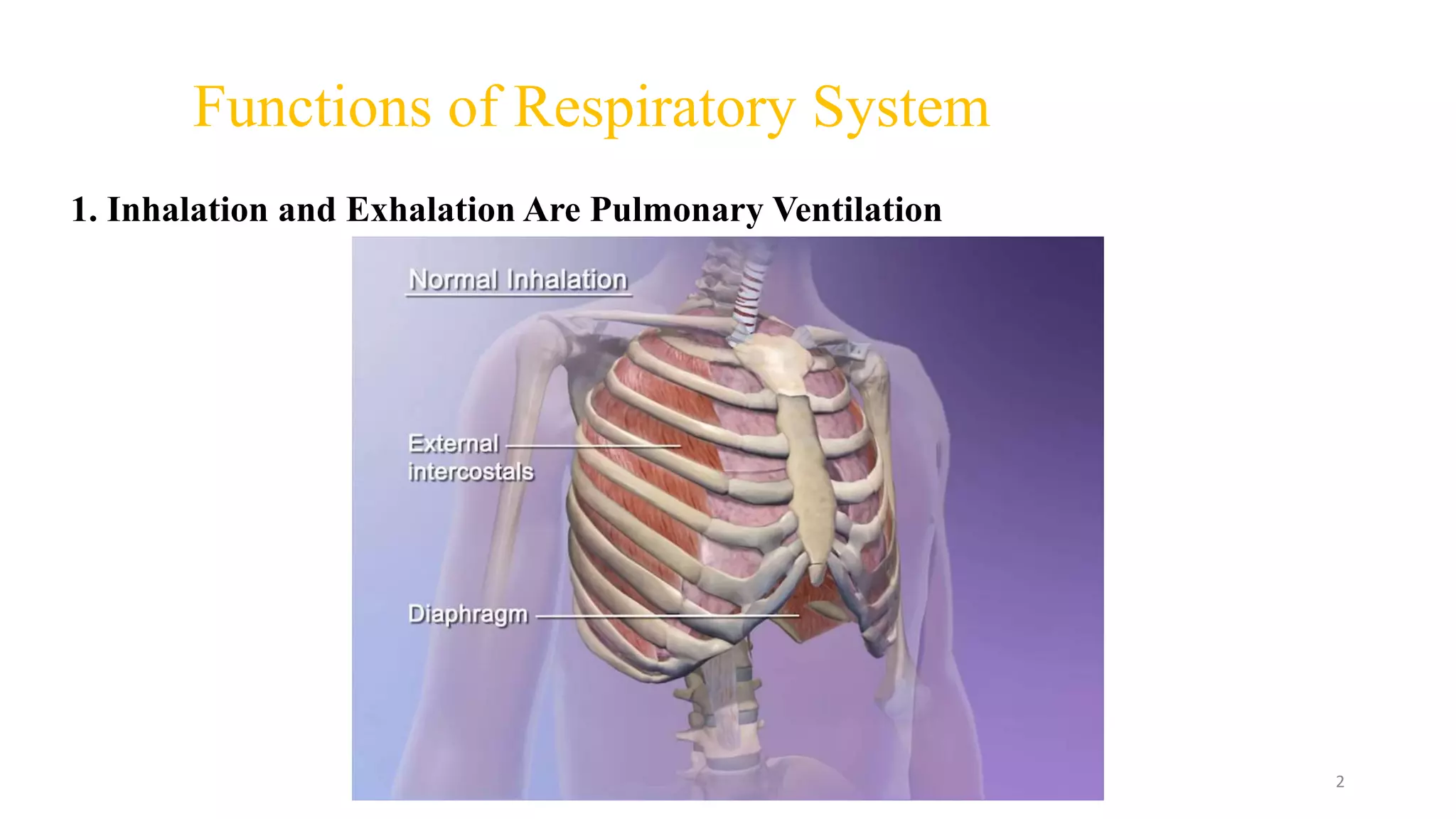 Respiratory Physiology.pptx