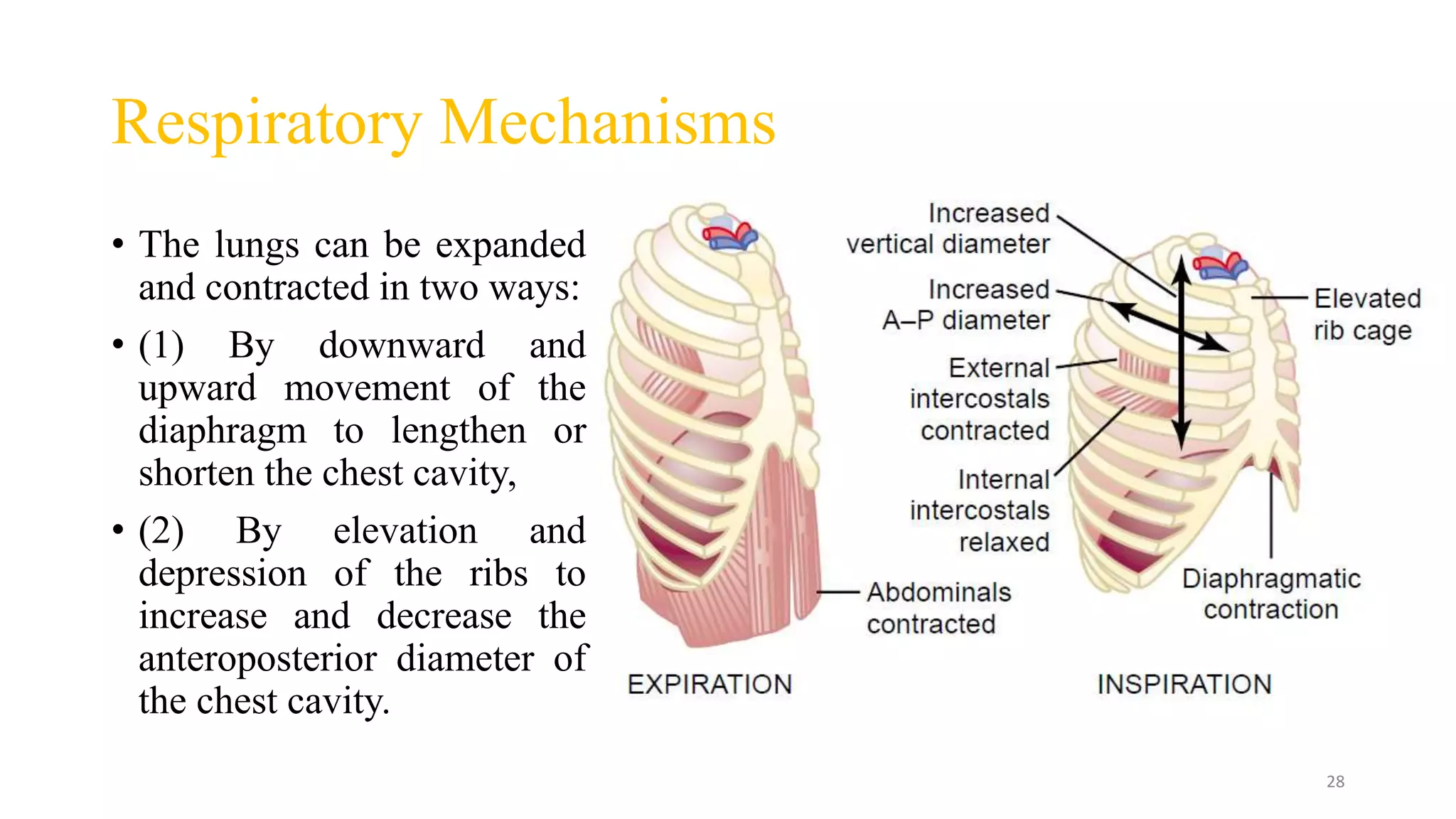 Respiratory Physiology.pptx