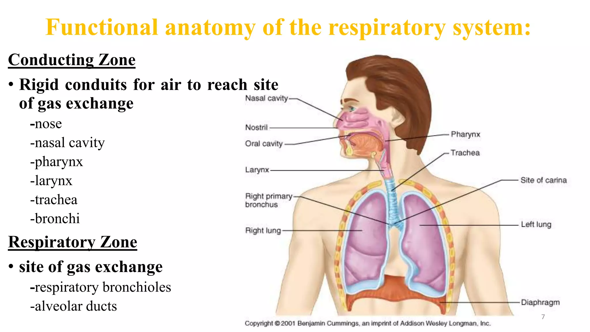 Respiratory Physiology.pptx