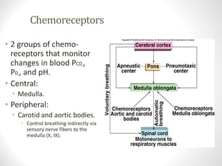 Respiratory Physiology.ppt