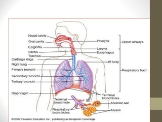 Respiratory Physiology.ppt