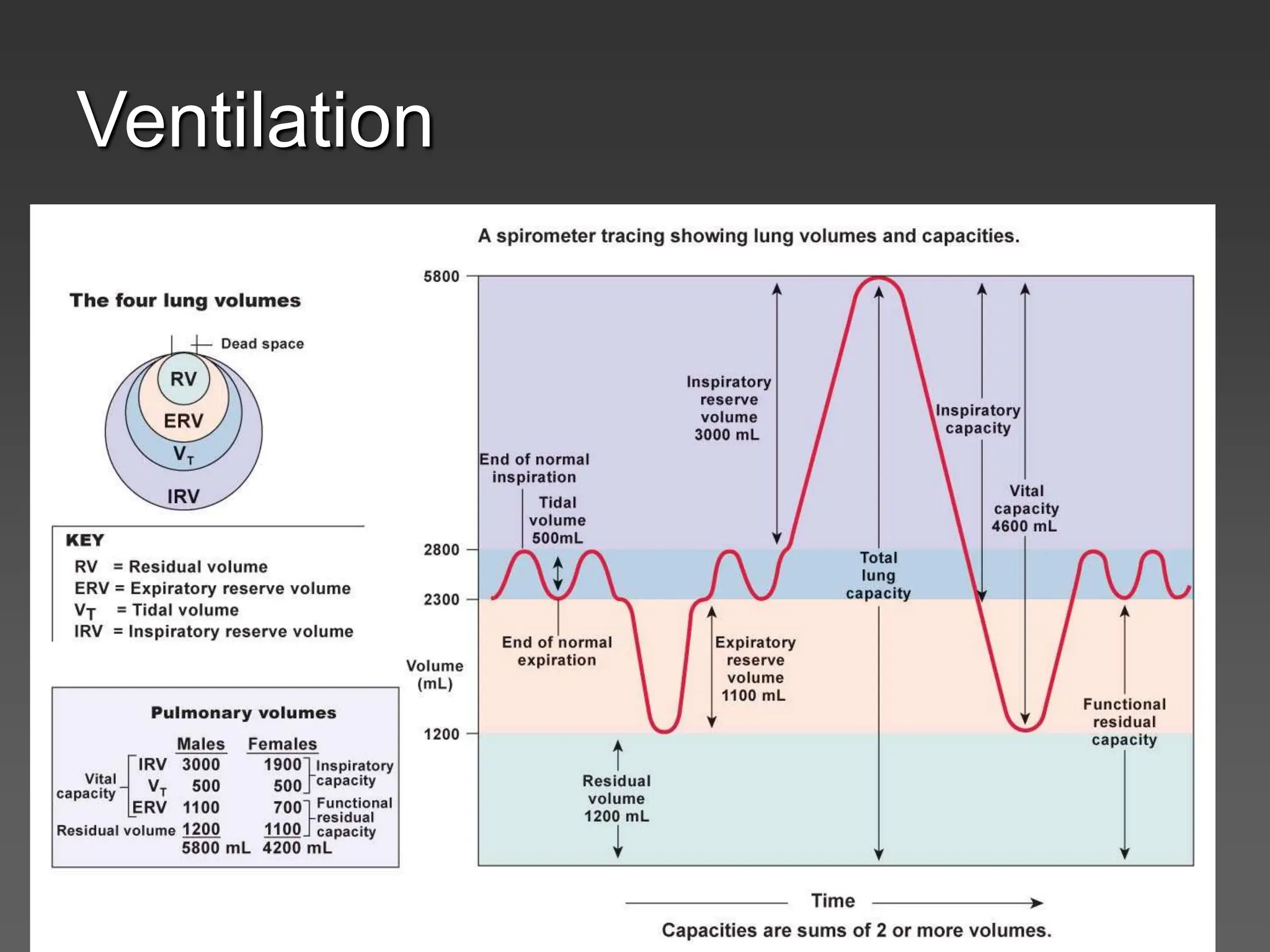Respiratory Physiology ....functions of respiratory system | PPT