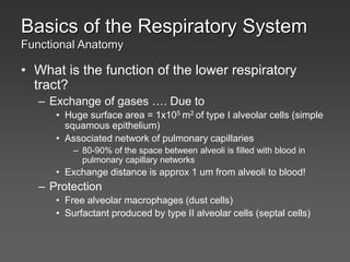 Respiratory Physiology ....functions of respiratory system | PPT