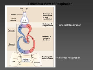 Respiratory Physiology ....functions of respiratory system | PPT
