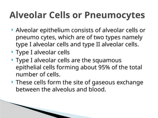 respiratory physiology.pptx and anatomy eee | PPTX