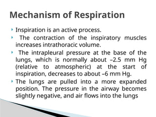 respiratory physiology.pptx and anatomy eee | PPT