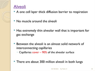 Respiratory System Physiology powerpoint.pptx