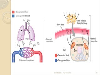Respiratory System Physiology powerpoint.pptx