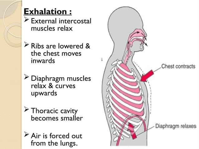 Respiratory system Physiology powerpoint.pptx