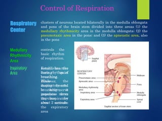 Respiratory physiology and respiratory disorders | PPTX