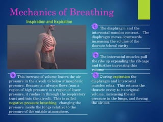 Respiratory physiology and respiratory disorders | PPTX