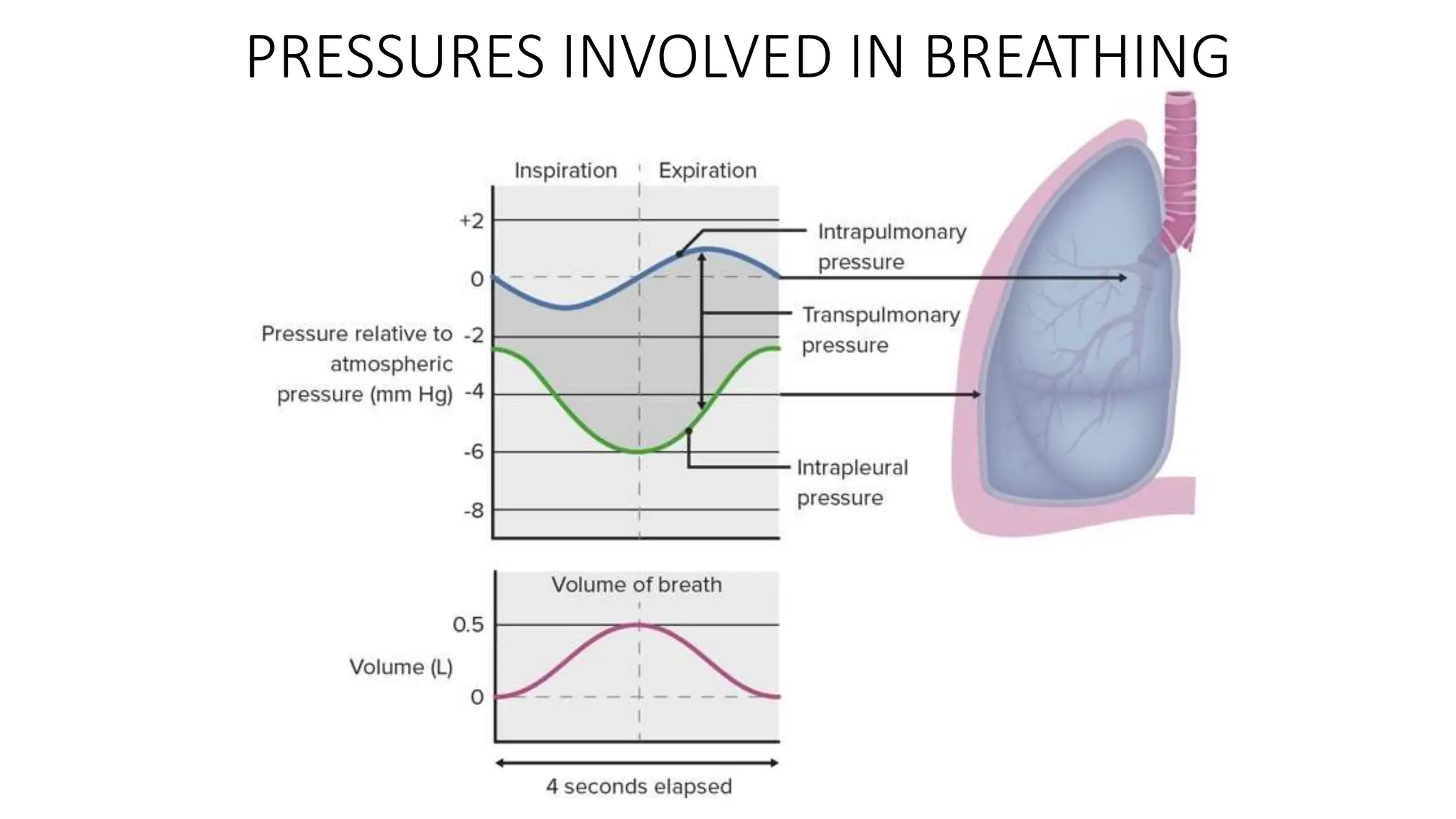 RESPIRATORY PHYSIOLOGY ease up the respiratory system | PPT