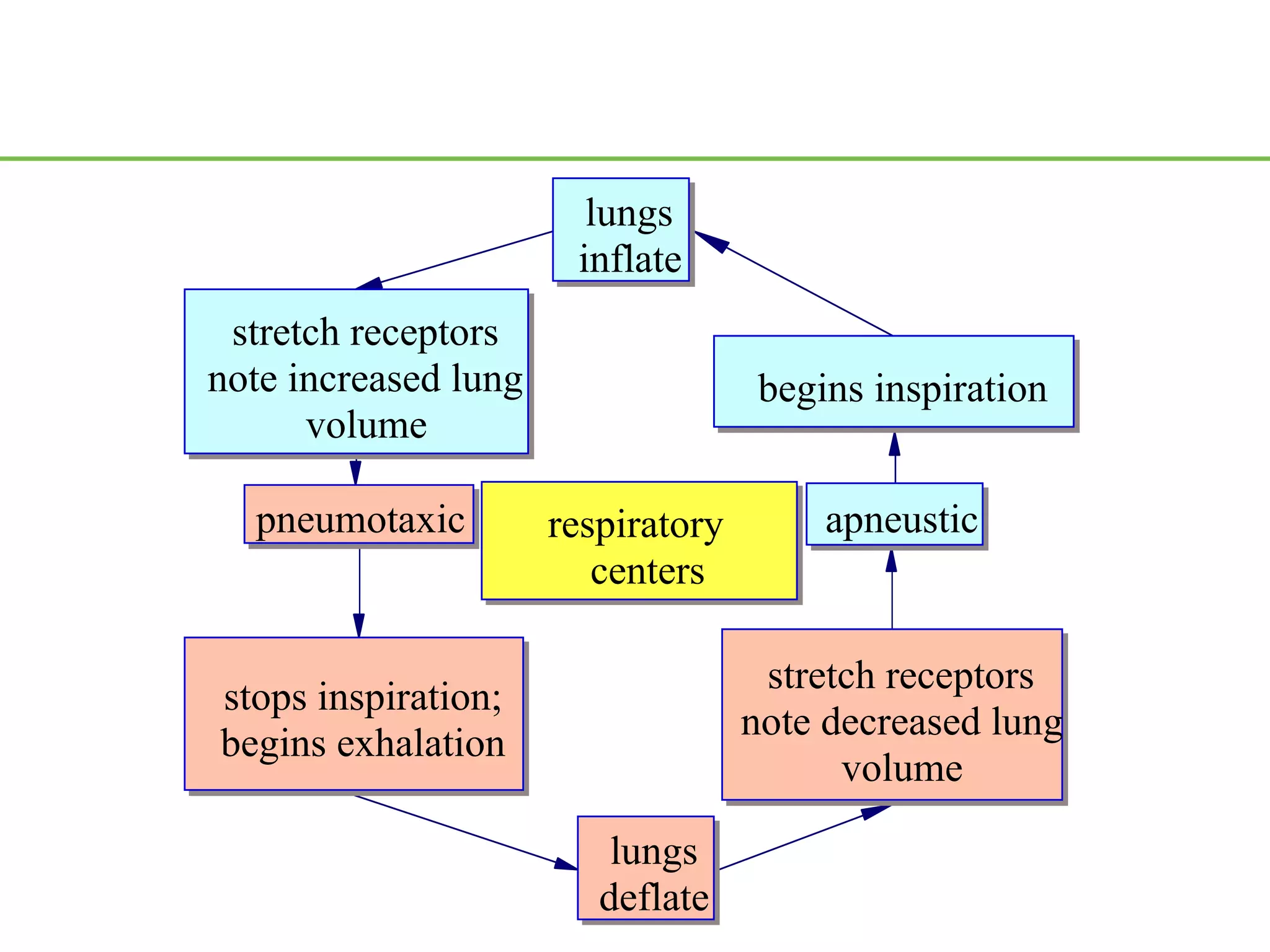 Respiratory physiology revised | PPT