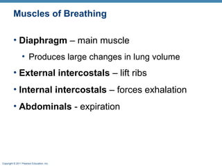 Respiratory phys online | PPT