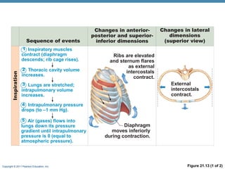 Respiratory phys online | PPT