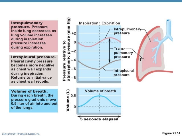 Respiratory phys online