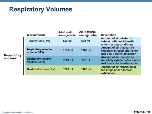 Respiratory phys online