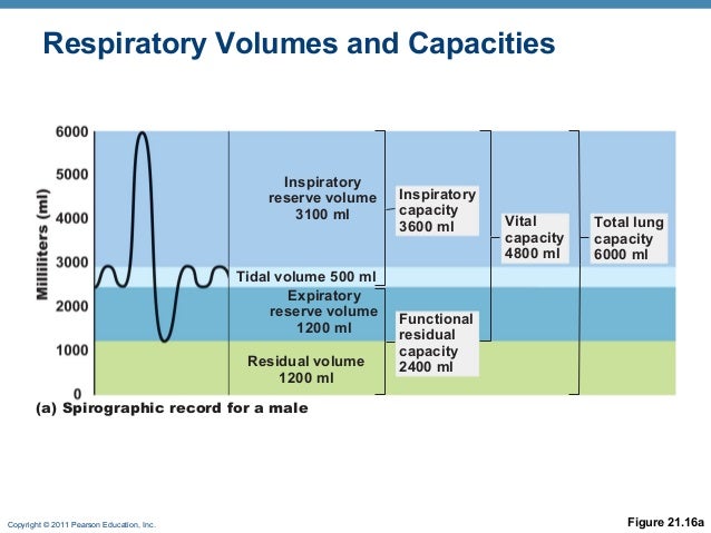 Respiratory phys online