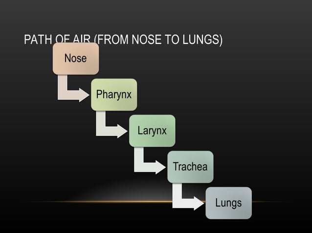 Respiratory physiology ppt in short and good | PPT