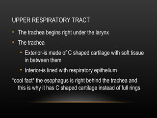 Respiratory physiology ppt in short and good | PPT