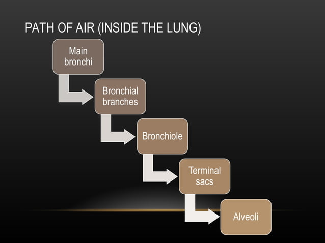 Respiratory physiology ppt in short and good | PPT