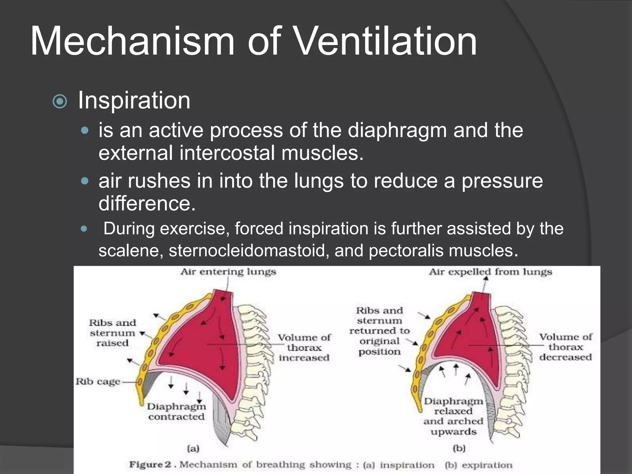 Respiratory response to exercise | PPTX