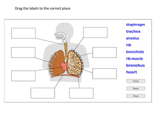 Respiratory s. | PPS