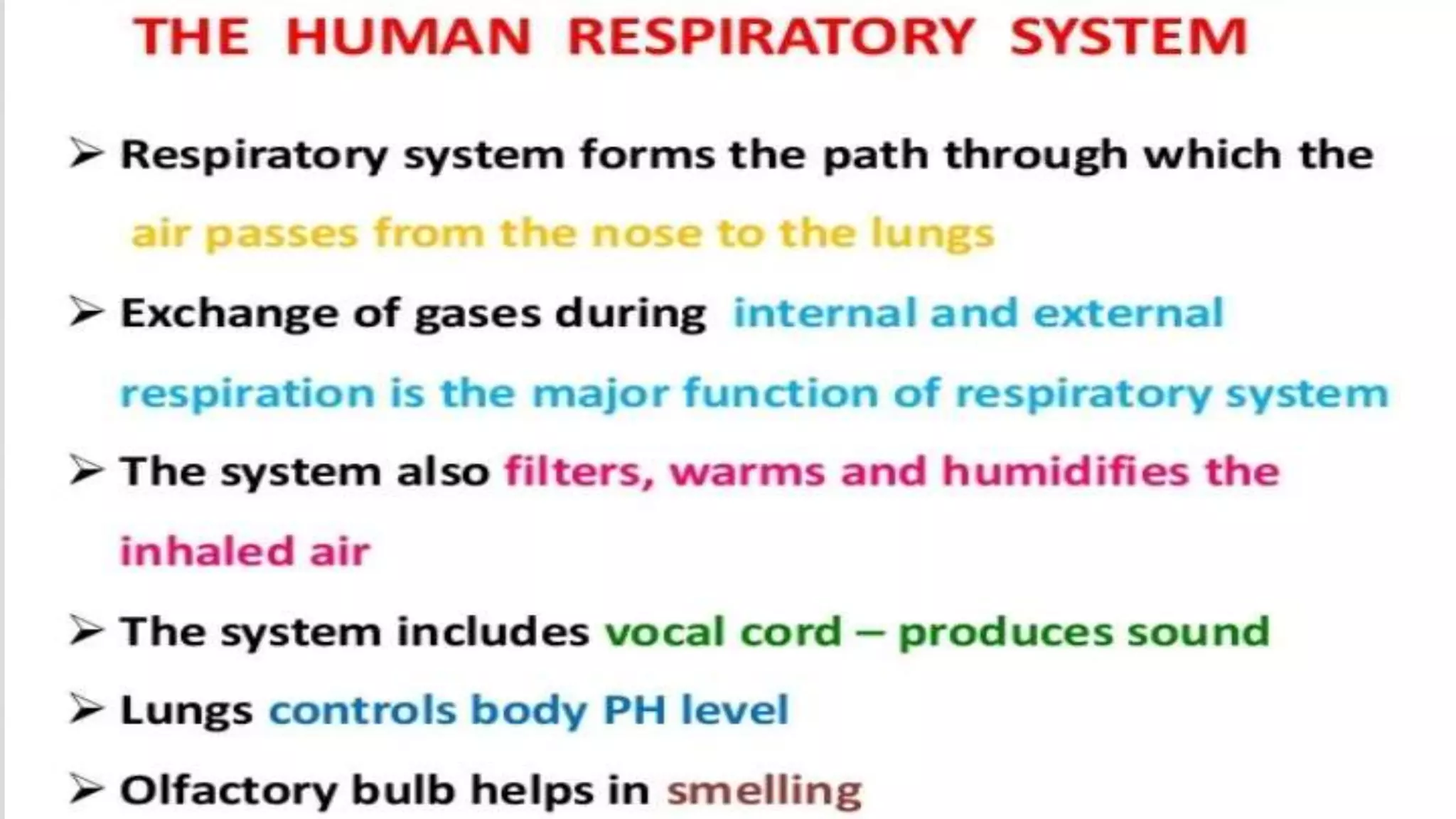 THE RESPIRATORY SYSTEM Anatomy and physiology slideshare | PPTX