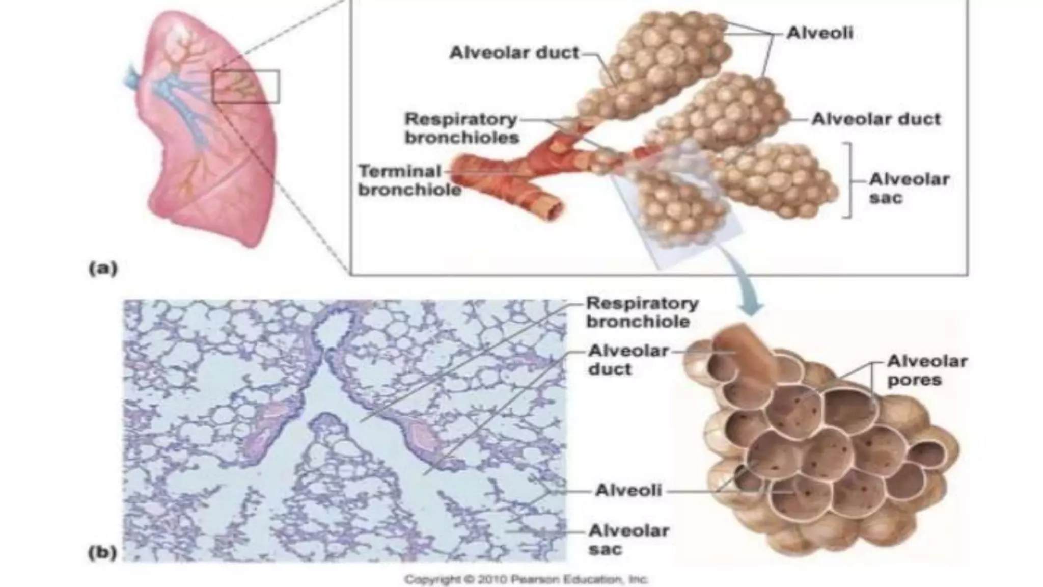 THE RESPIRATORY SYSTEM Anatomy and physiology slideshare | PPTX