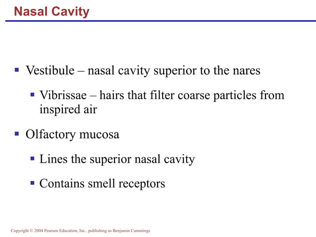 R espiratory sys part 1 marieb | PPT