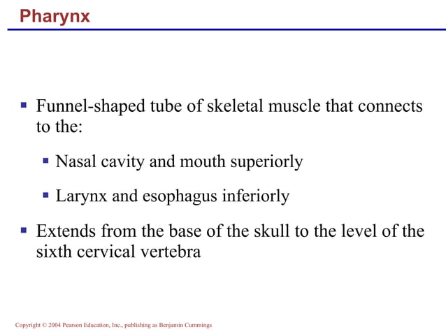R espiratory sys part 1 marieb | PPT