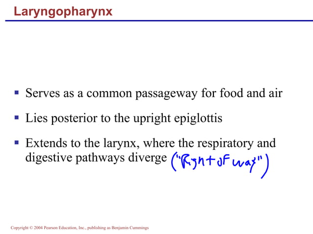 R espiratory sys part 1 marieb | PPT