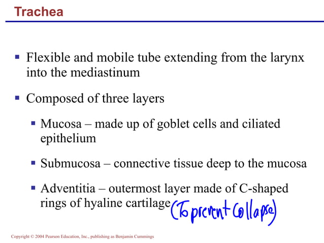 R espiratory sys part 1 marieb | PPT