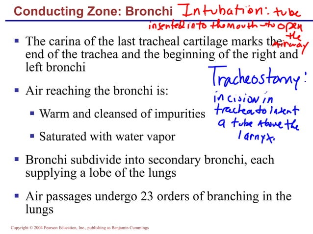 R espiratory sys part 1 marieb | PPT