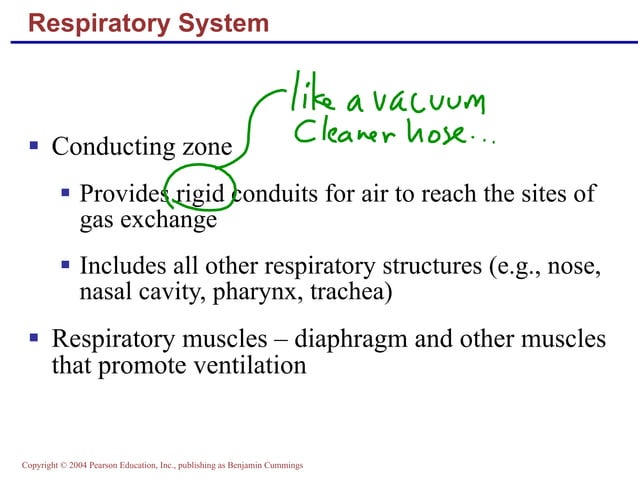 R espiratory sys part 1 marieb | PPT