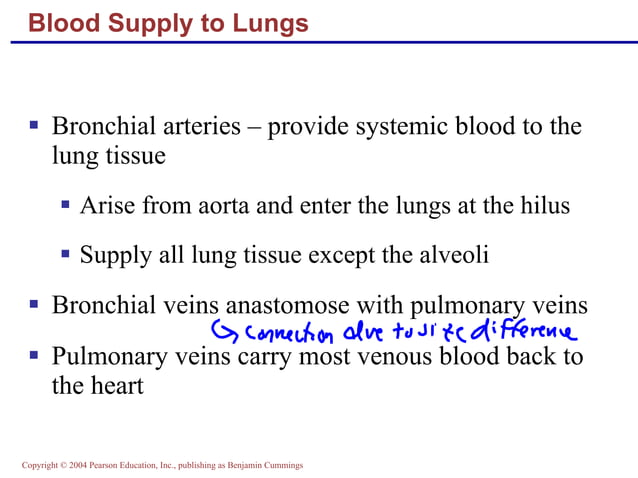 R espiratory sys part 1 marieb | PPT