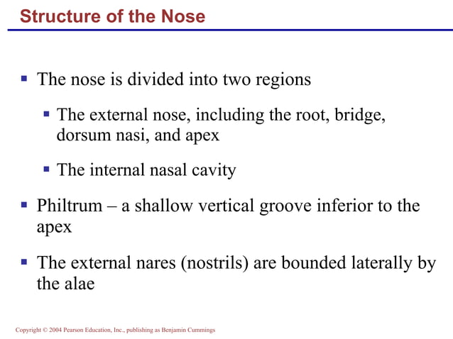R espiratory sys part 1 marieb | PPT