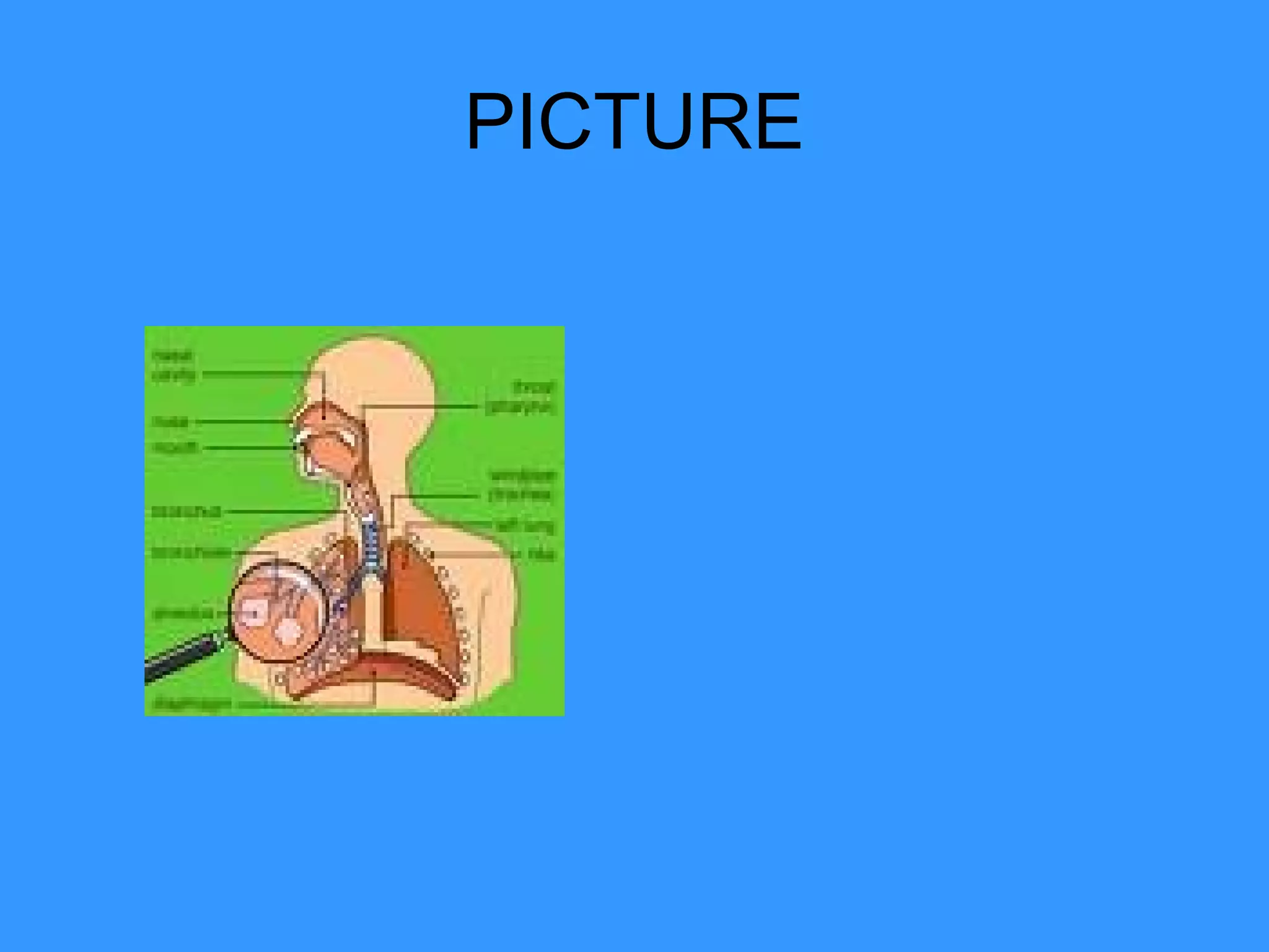 Respiratory system 1 | PPT