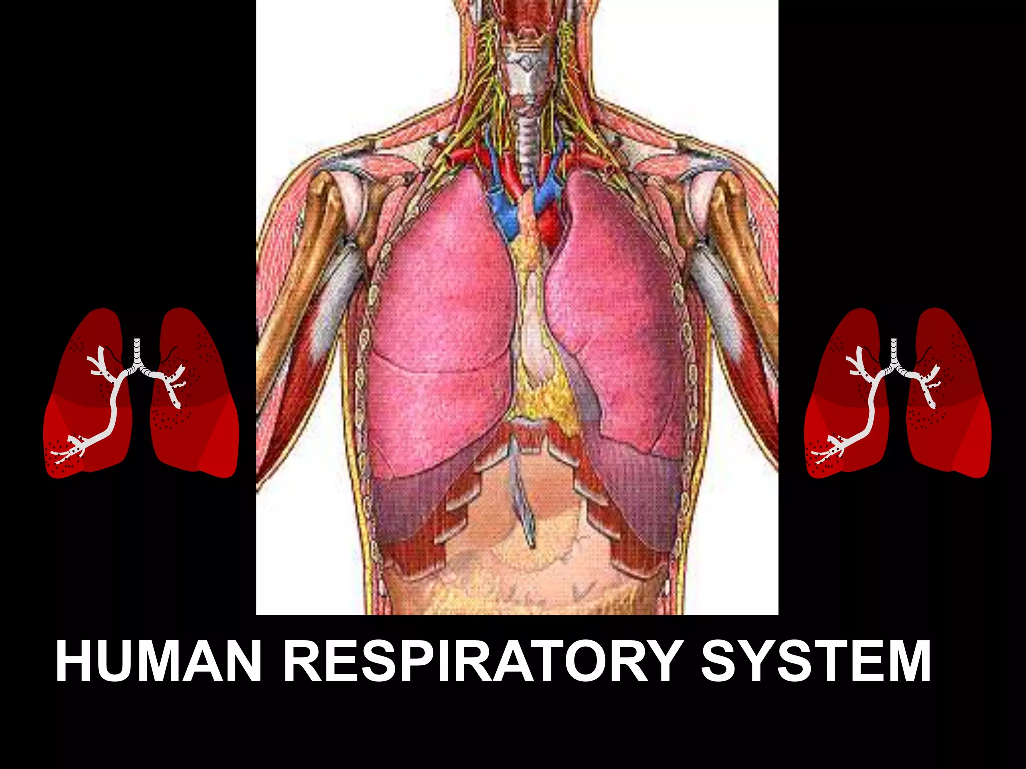 Respiratory System Anatomy & Physiology | PPT