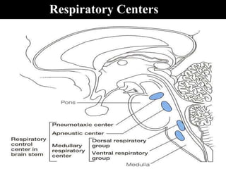 Respiratory System Anatomy & Physiology | PPT
