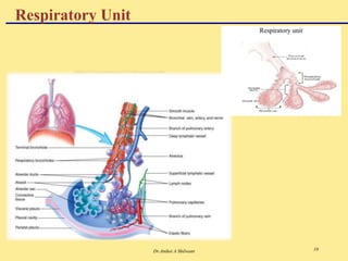 RESPIRATORY SYSTEM-1.ppt
